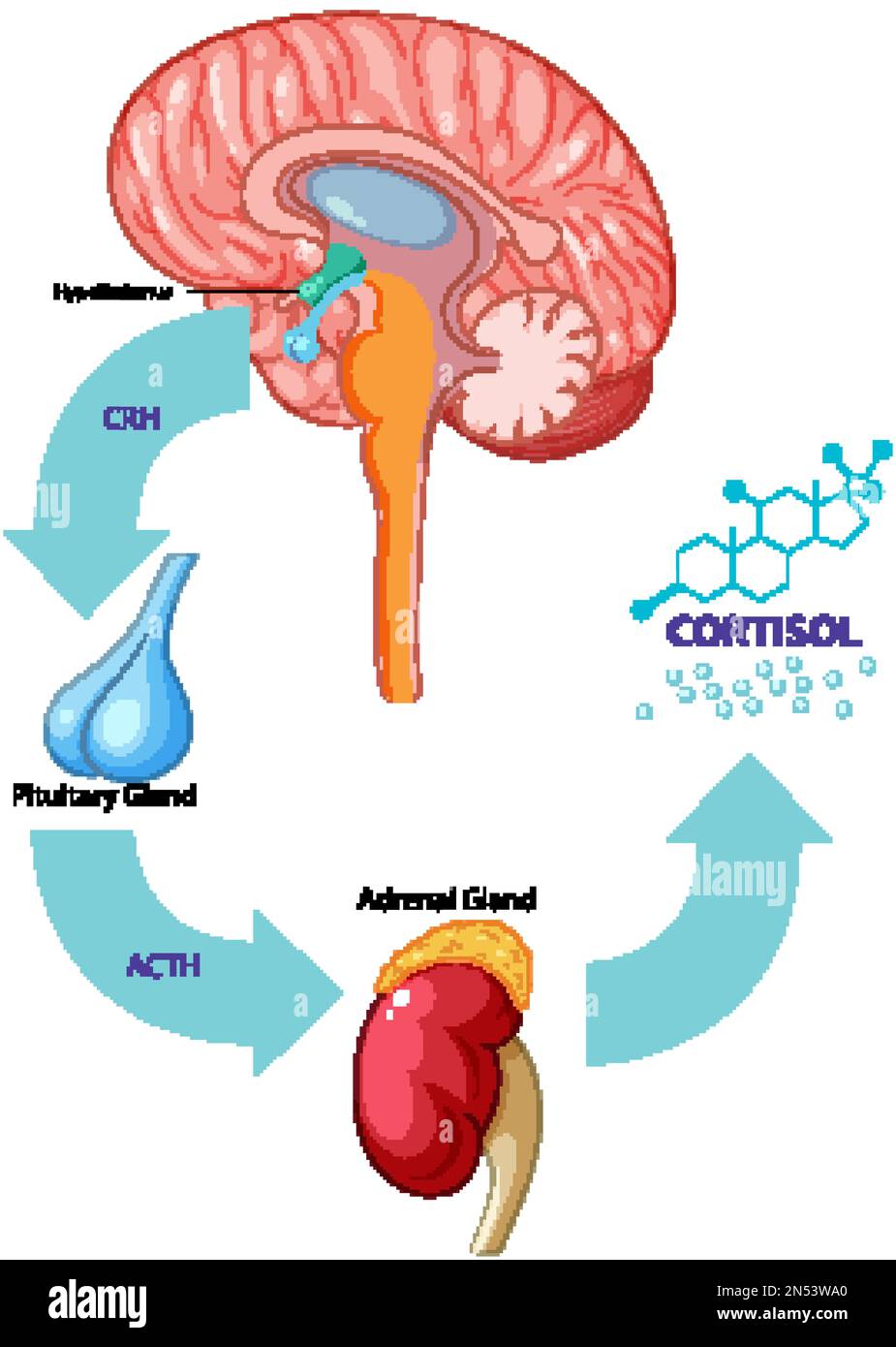 Brain hypothalamus and pituitary gland vector illustration Stock Vector ...