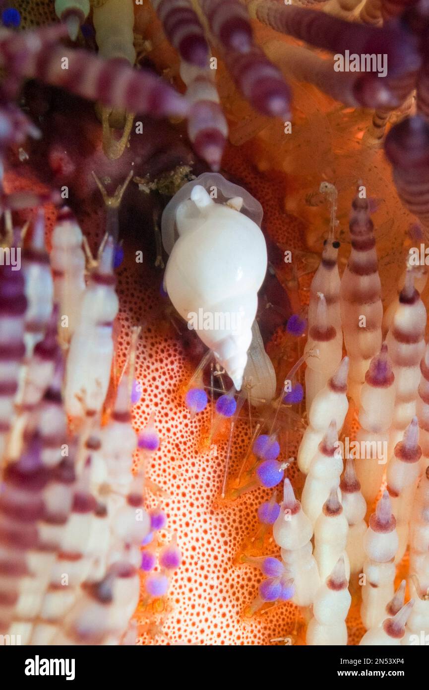 Fire Urchin Shelll, Luetzenia asthenosomae, Parasite on Fire Urchin ...