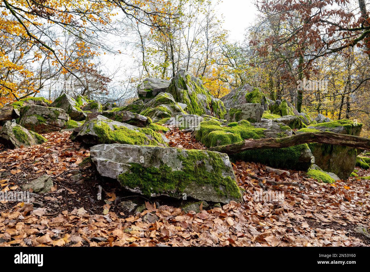 A forest with dense trees Stock Photo - Alamy