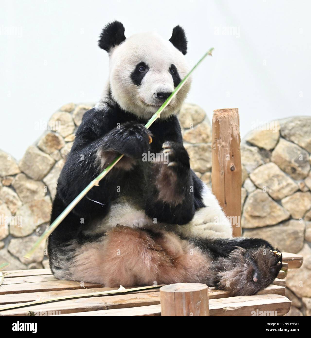 A giant panda (Ailuropoda melanoleuca) is seen at Adventure World in ...