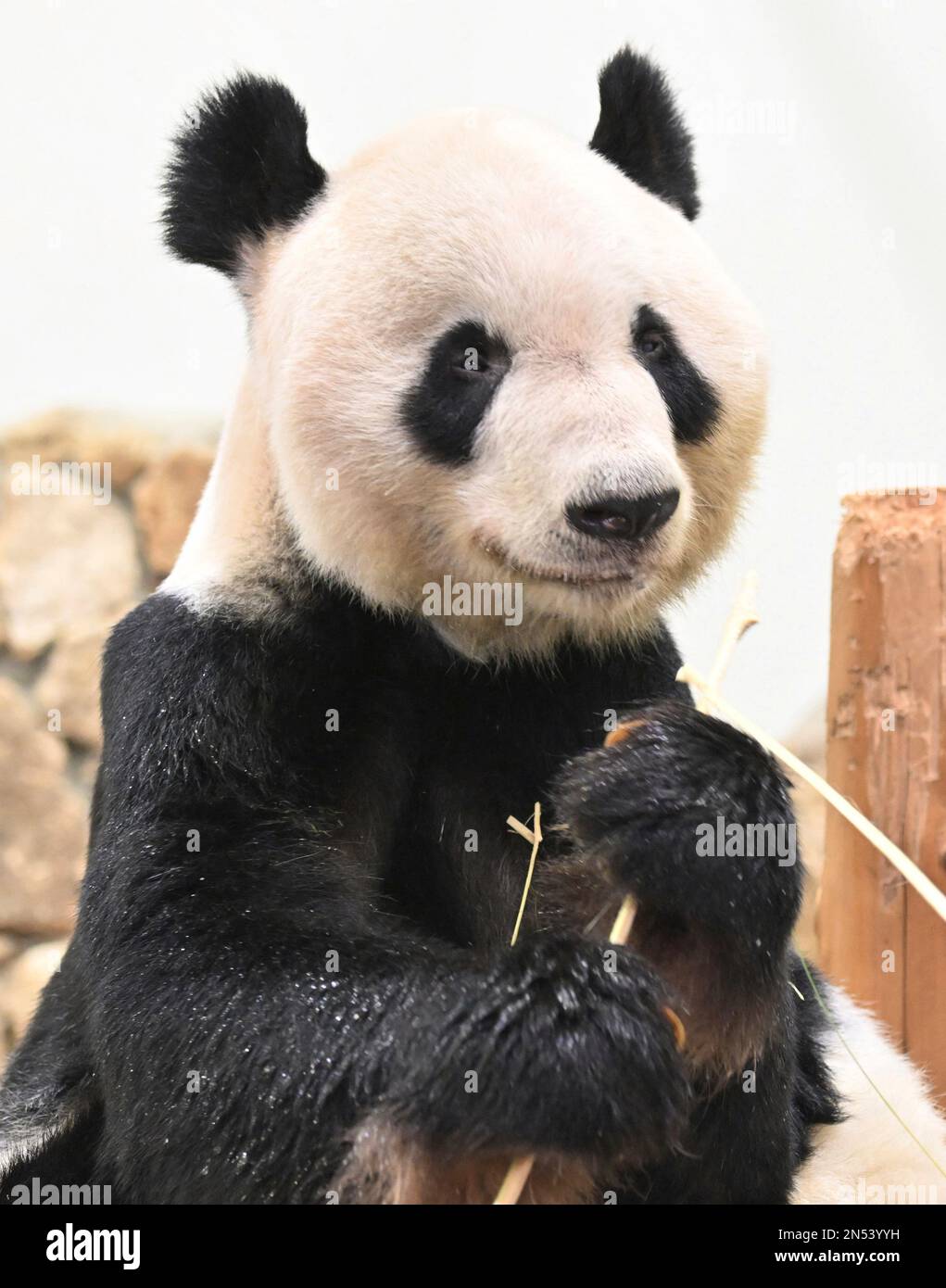 A giant panda (Ailuropoda melanoleuca) is seen at Adventure World in ...