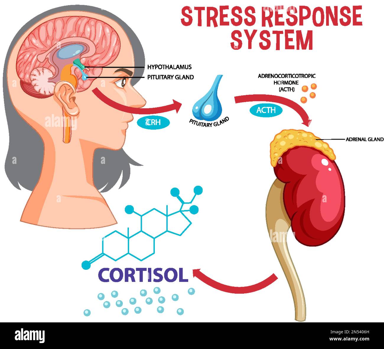 Stress response system scheme illustration Stock Vector Image & Art - Alamy Stress response system scheme illustration Stock Vector Image & Art - Alamy