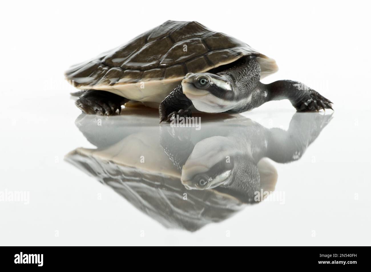 turtle isolated on white background Stock Photo - Alamy