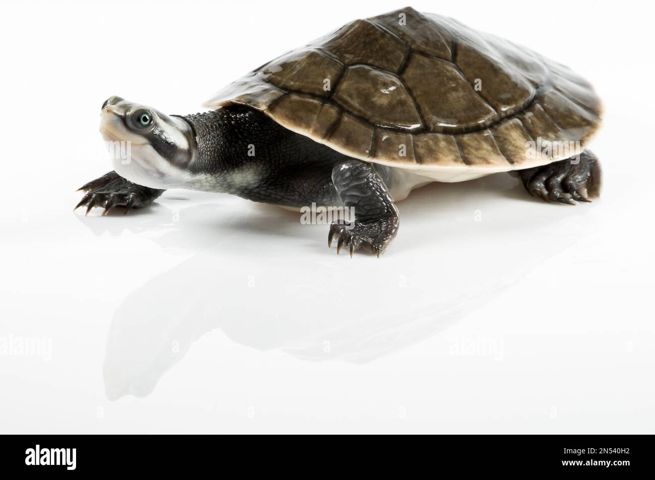 turtle isolated on white background Stock Photo - Alamy