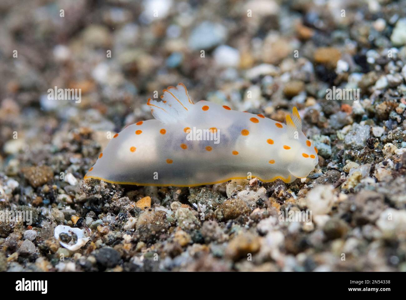 Pacific ocean asia orange nudibranch hi-res stock photography and ...