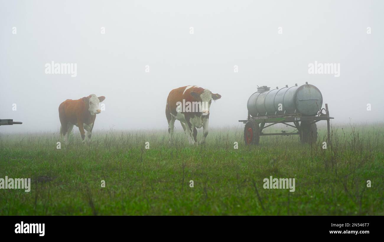 An aerial view of cows in field Stock Photo - Alamy