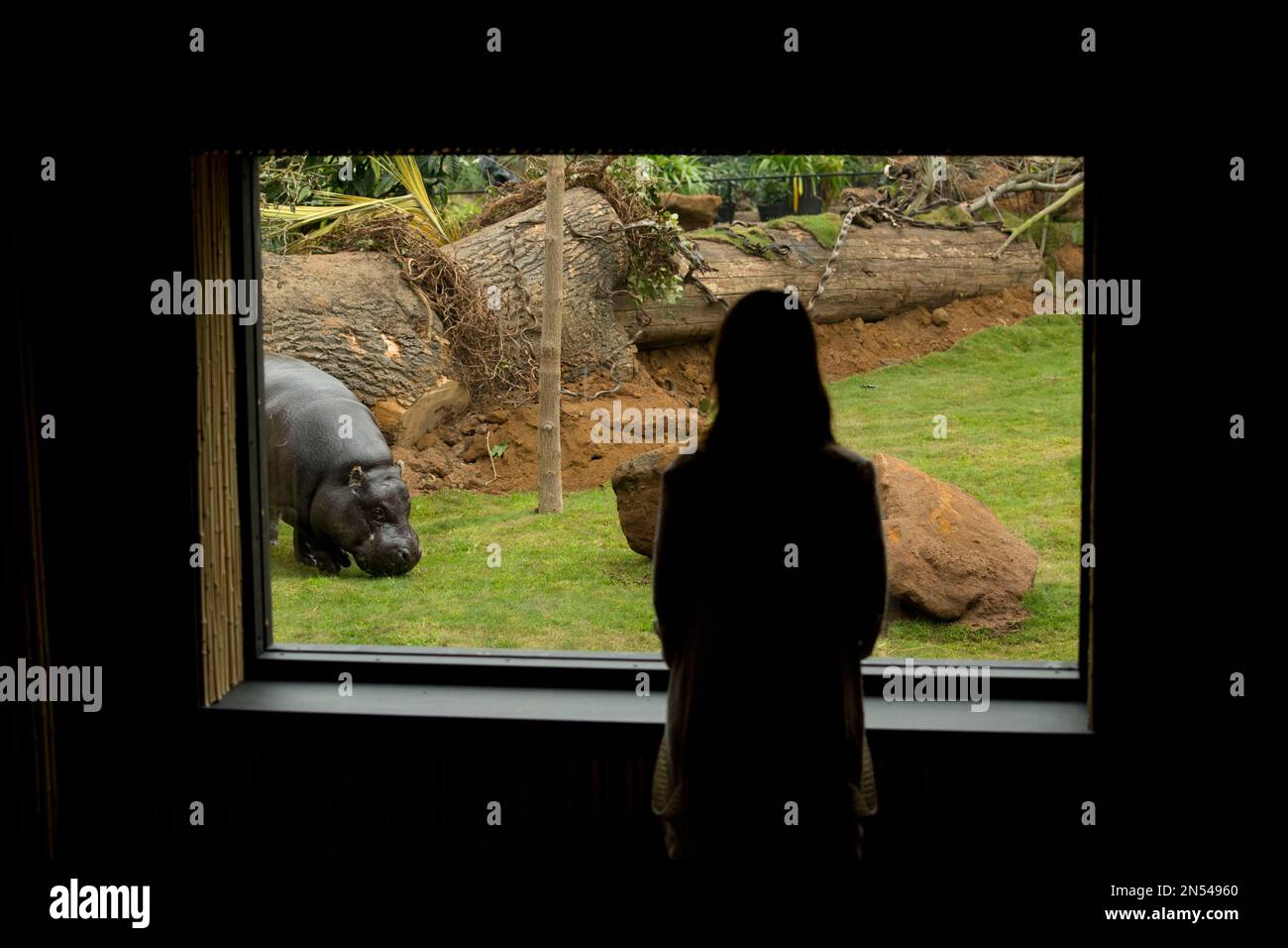 A London Zoo employee poses for photographers by looking out at "Thug ...