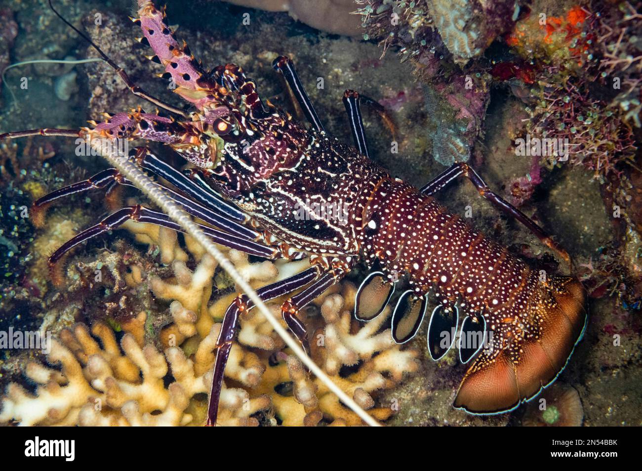 Spiny Lobster, Panulirus penicillatus, night dive, Perai village dive ...