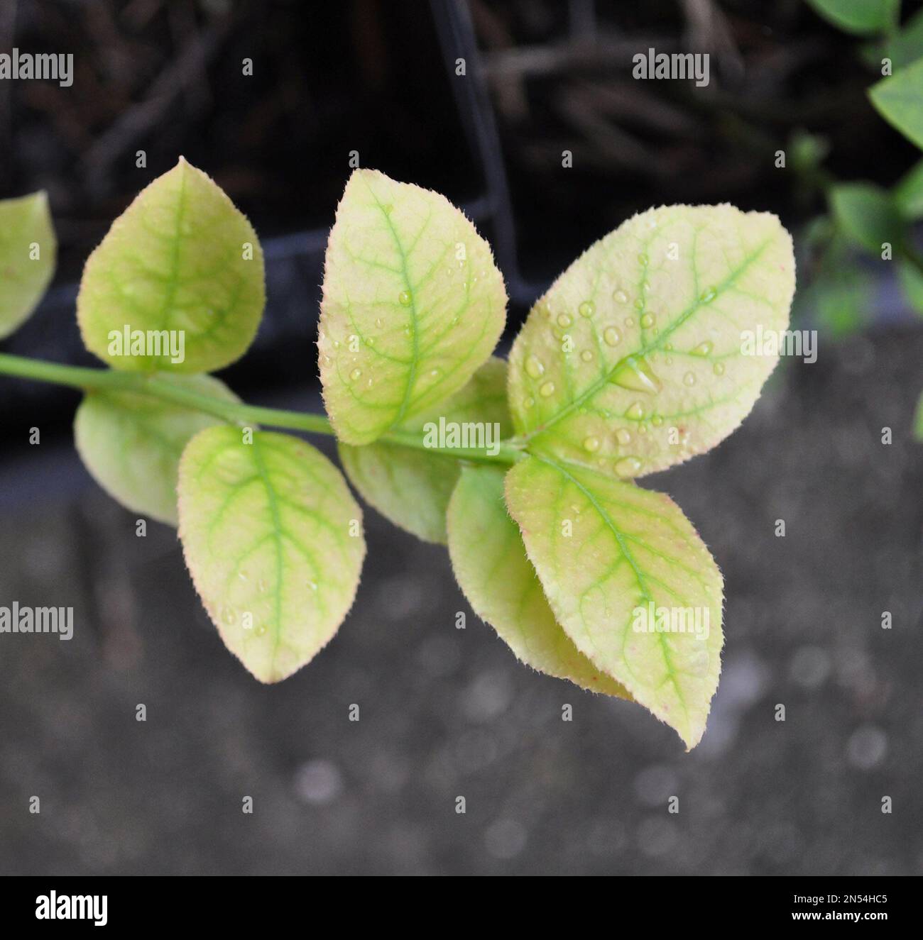 This 2011 photo shows a yellowing young leaf, though its veins remain ...