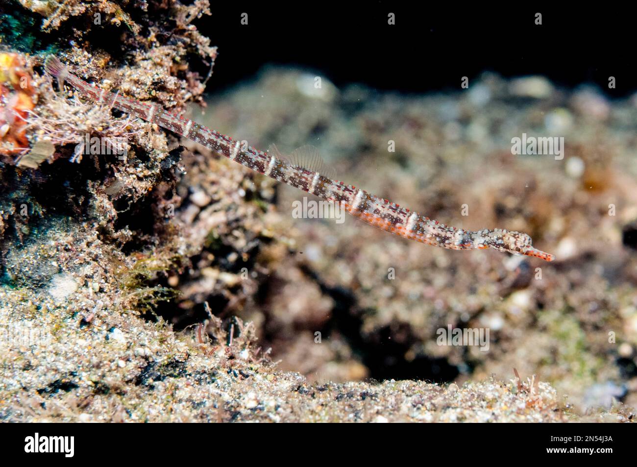 Offshore Pipefish, Micrognathus natans, on black sand, Blue Water Muck ...