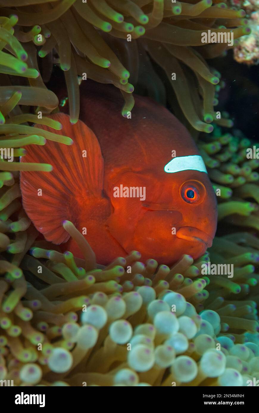 Spinecheek Anemonefish, Premnas biaculeatus, in Magnificent Sea Anemone ...
