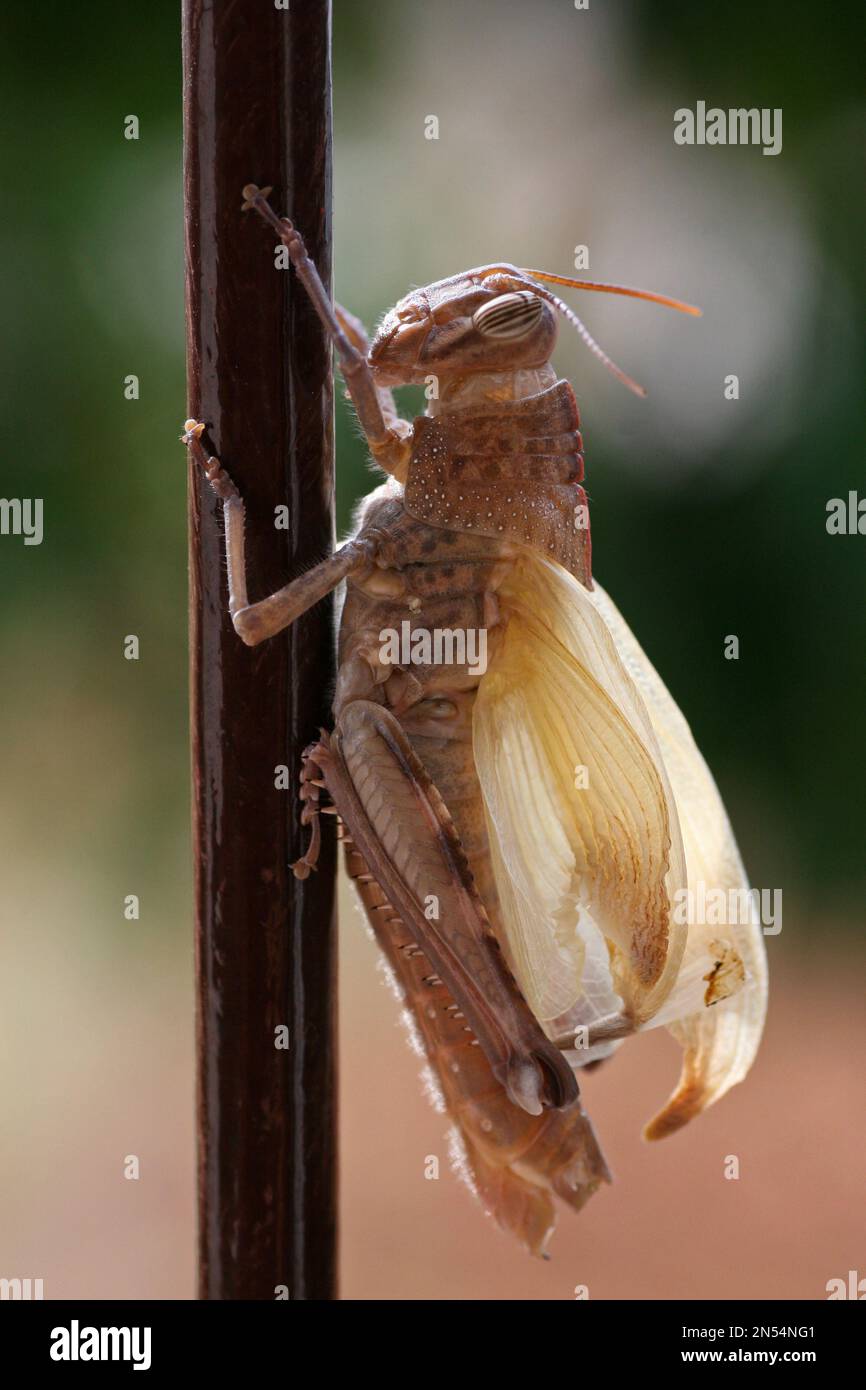 Orange nymph of Egyptian Locust, Hvar island, Croatia Stock Photo - Alamy