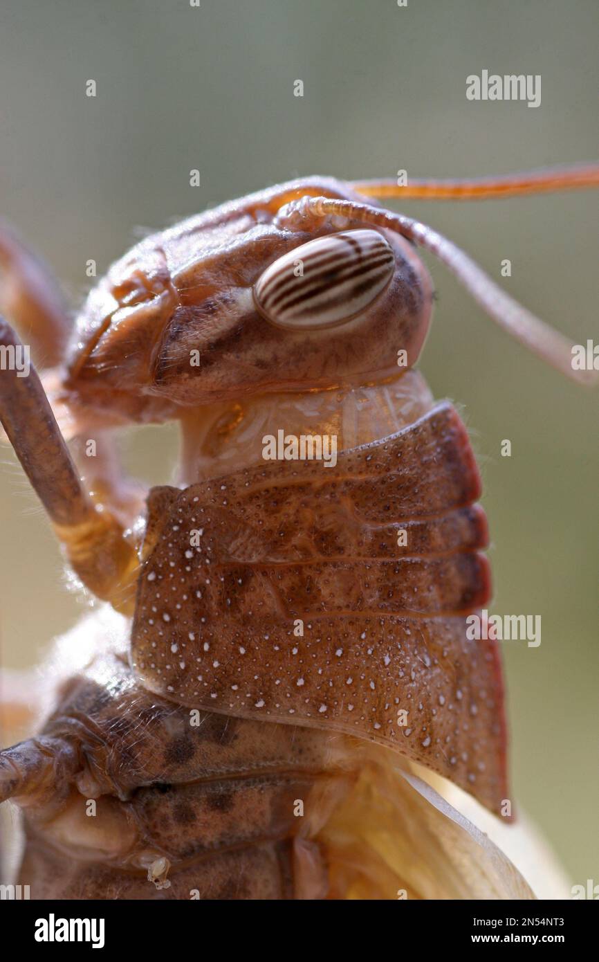 Orange nymph of Egyptian Locust, Hvar island, Croatia Stock Photo - Alamy