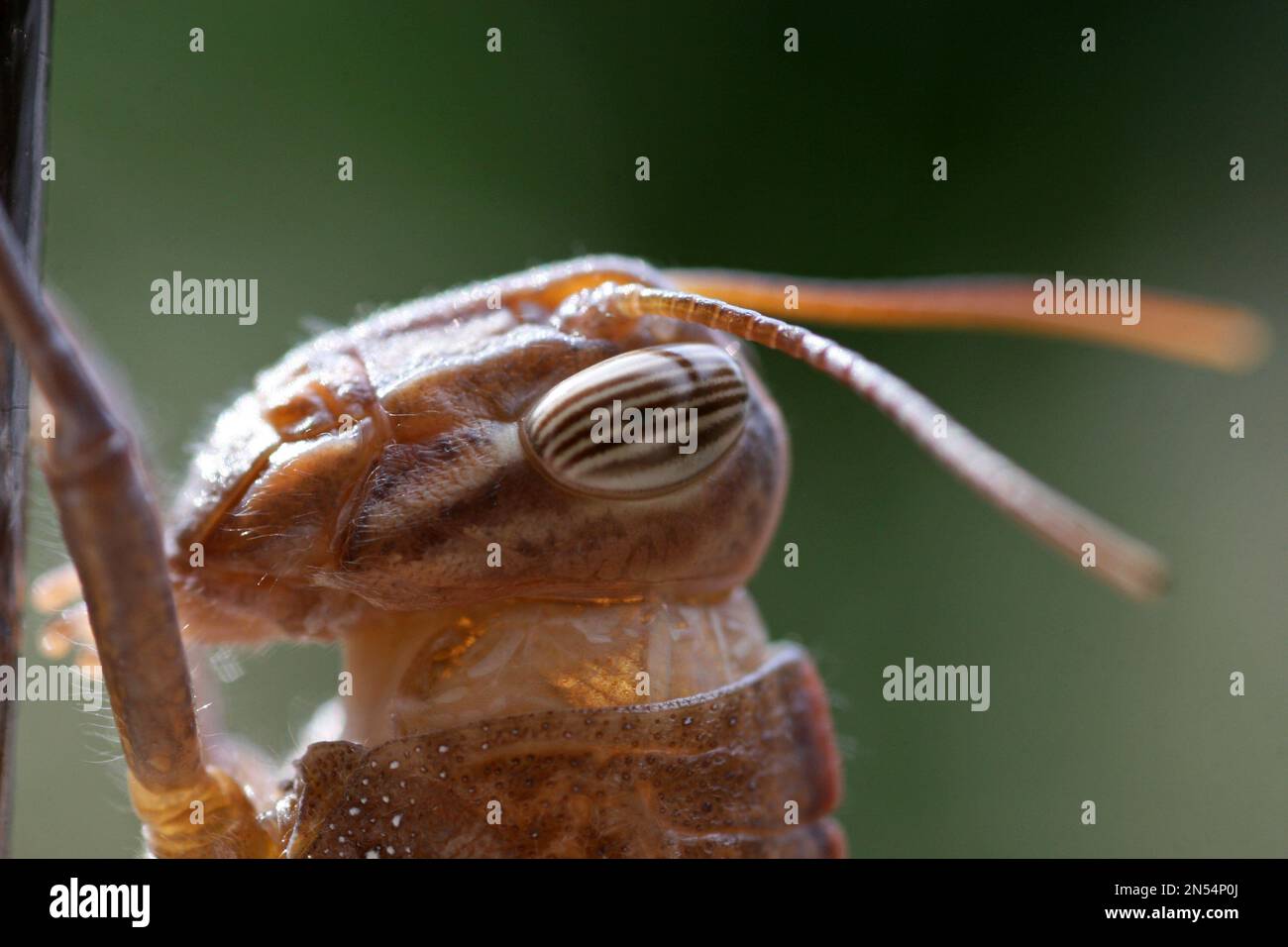 Orange nymph of Egyptian Locust, Hvar island, Croatia Stock Photo - Alamy
