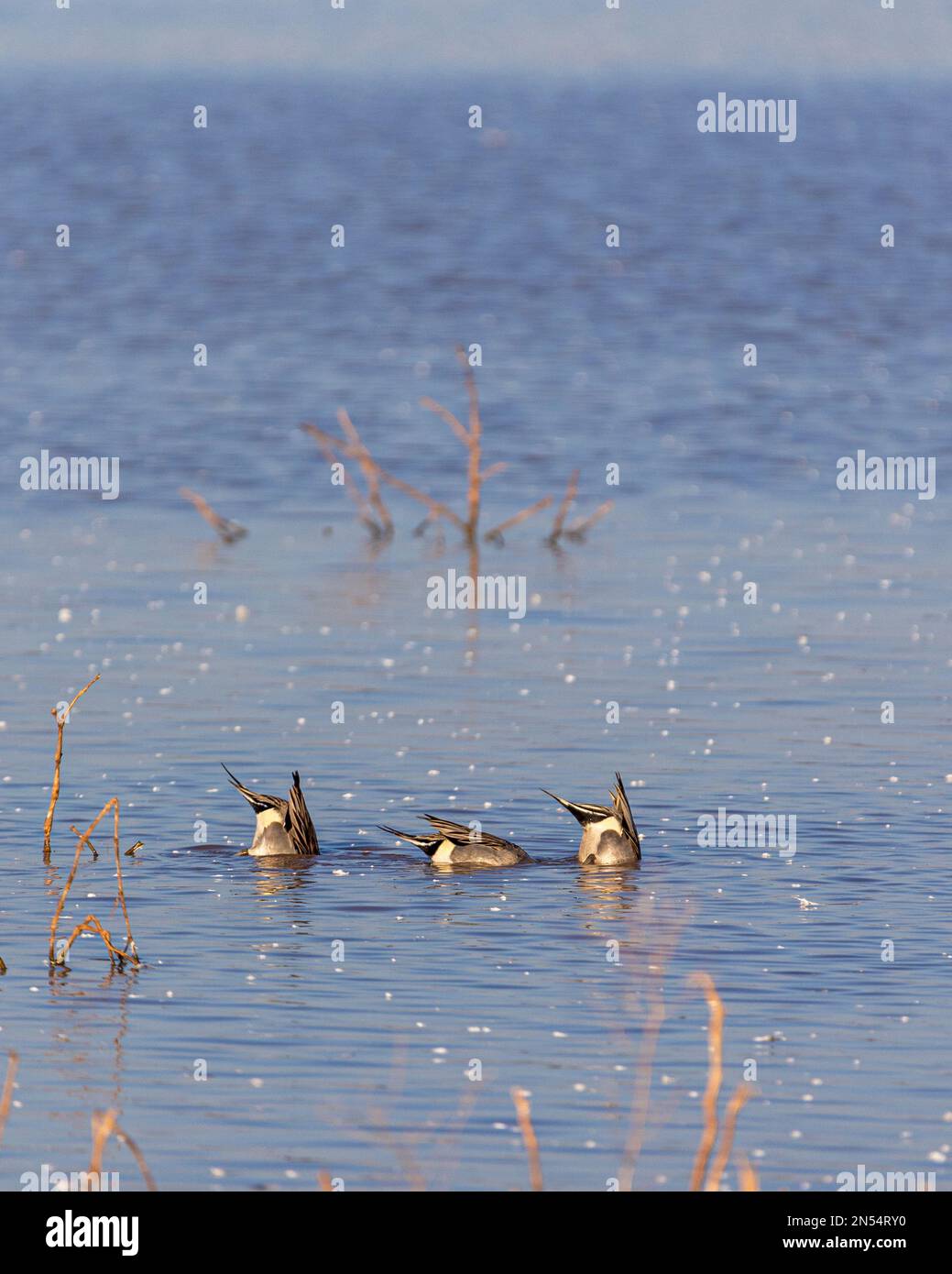 A view of ducks diving in water Stock Photo - Alamy