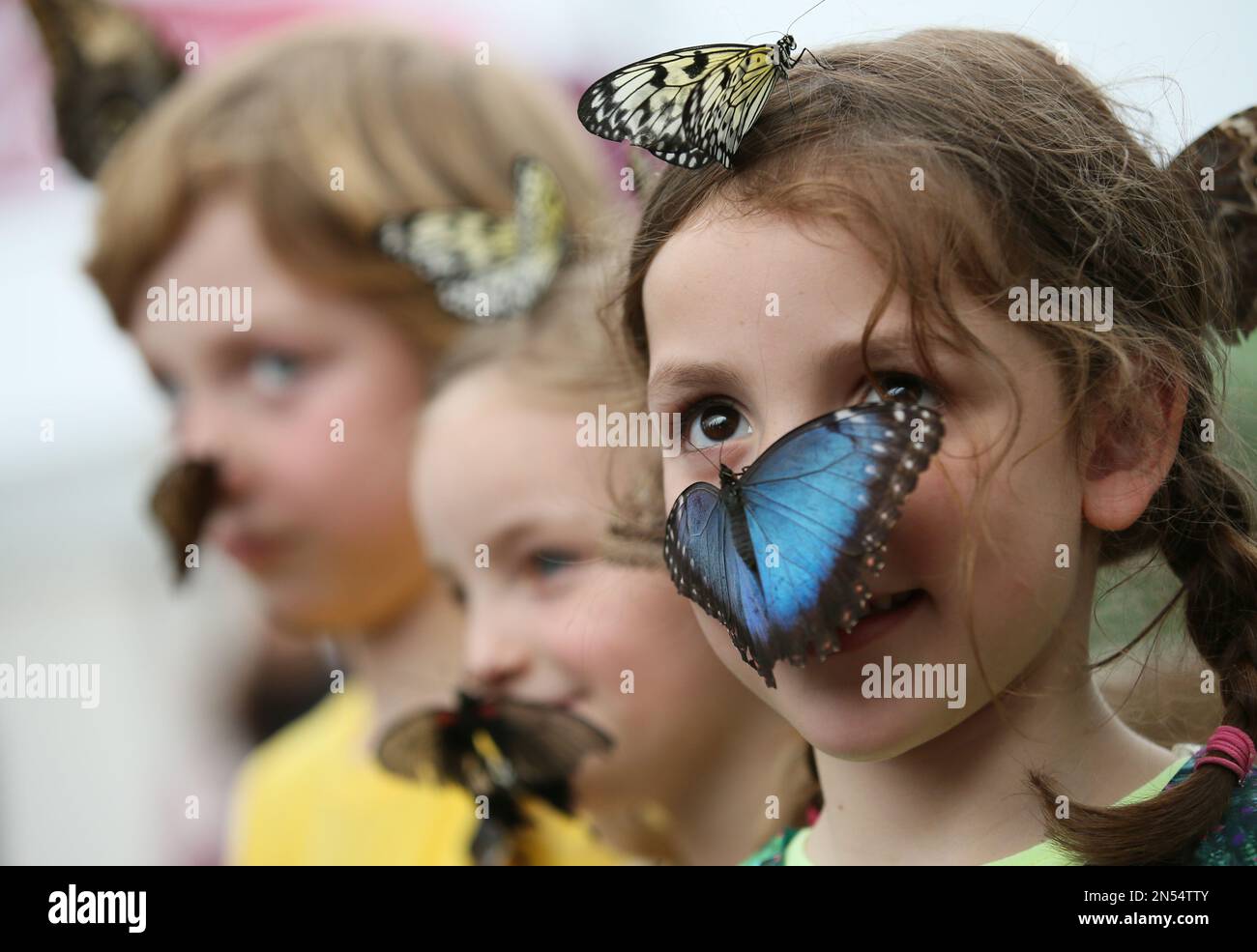 Isla Roberts looks at photographers as a large blue Morpho butterfly ...
