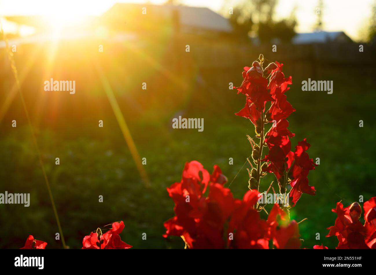 Bright rays of the setting sun at sunset illuminate the red flower buds ...