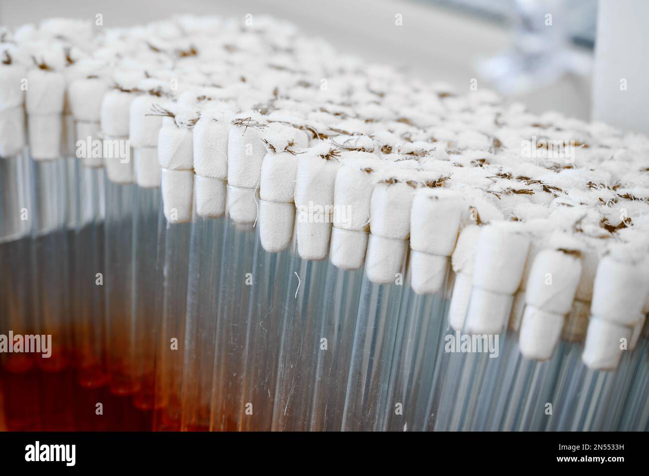 Test tubes with bacteriological cultures in laboratory Stock Photo - Alamy