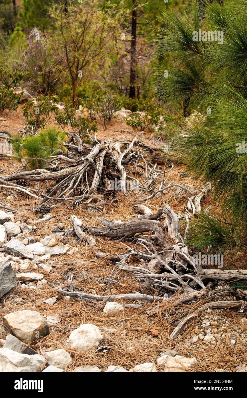 A vertical shot tree roots in a forest perfect for wallpapers and ...