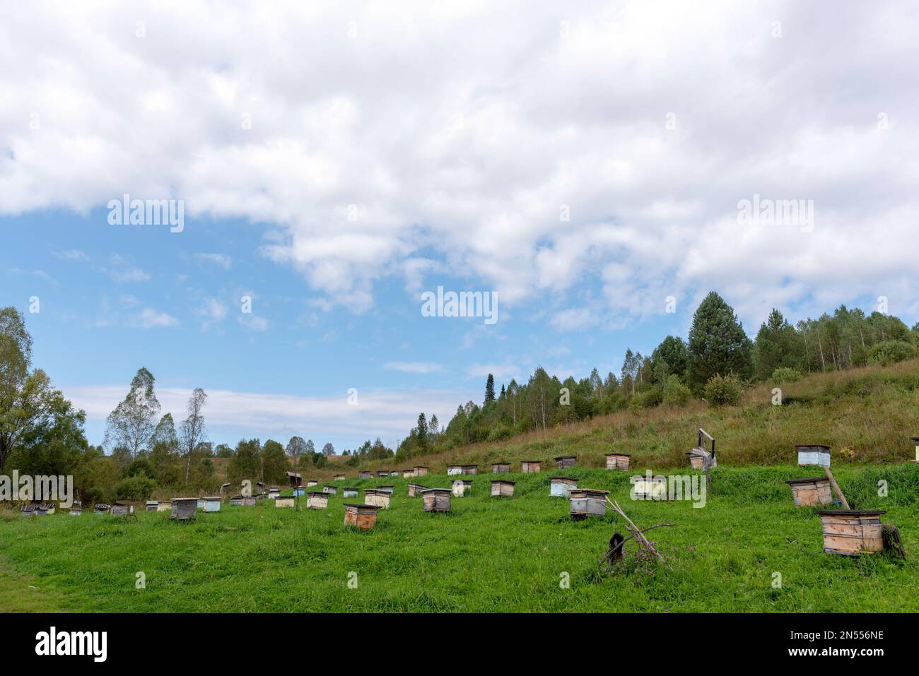 Many small wooden bee hives for collecting honey from flowers stand on ...