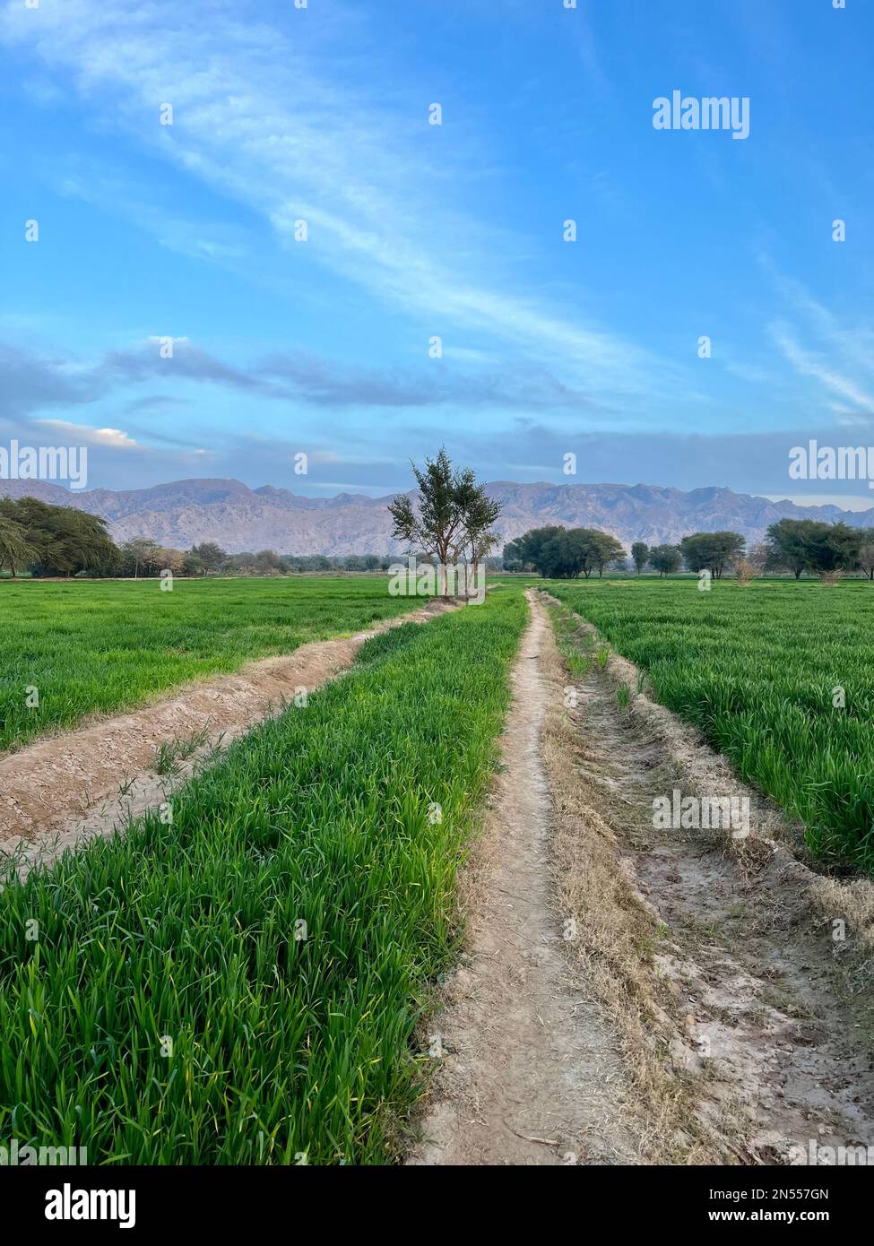 Grassland in pakistan hi-res stock photography and images - Alamy