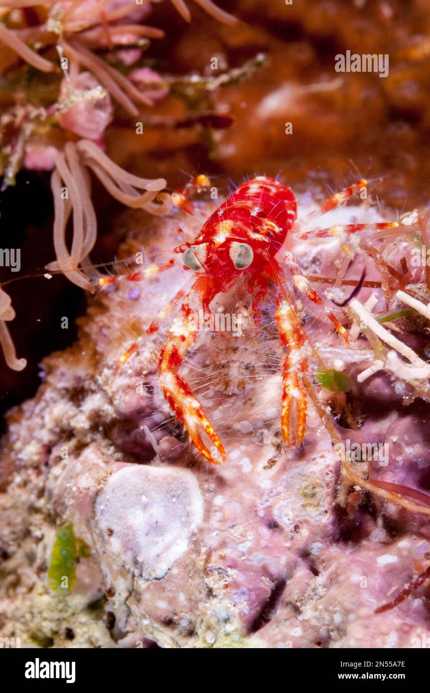 Olivar's Squat Lobster, Munida olivarae, night dive, Cuts and Grottos ...