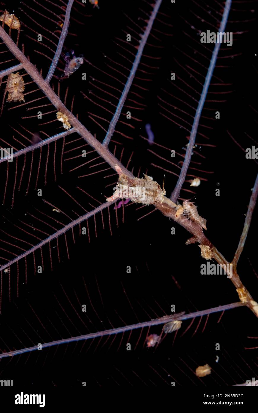 Isopods, Isopoda Family, on hydroid, night dive, Cuts and Grottos dive ...