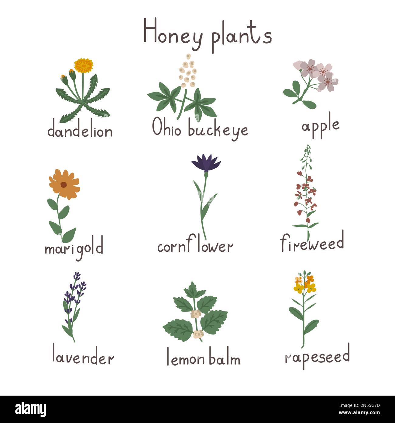 Honey plants isolated vector set Stock Vector Image & Art - Alamy Honey plants isolated vector set Stock Vector Image & Art - Alamy