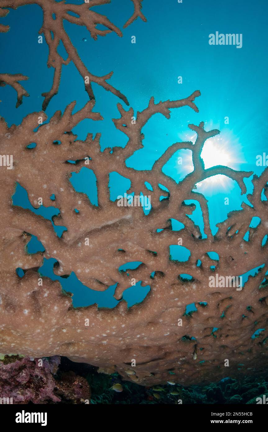 Table Coral, Acropora sp, with sun in background, Tutuntute dive site ...