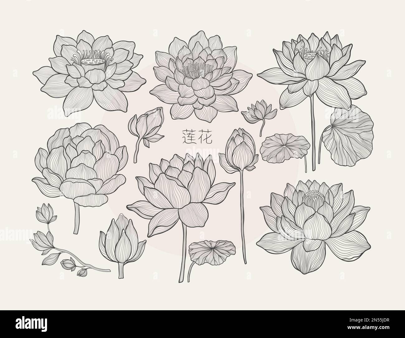 A set of line lotus flowers and leaves isolated on a white background ...