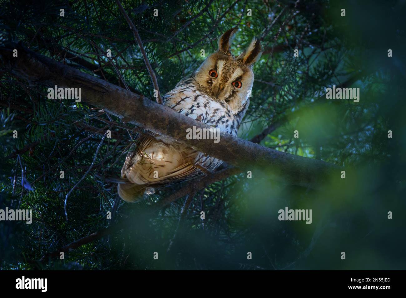 Asio otus, also known as the northern long-eared owl or, more ...