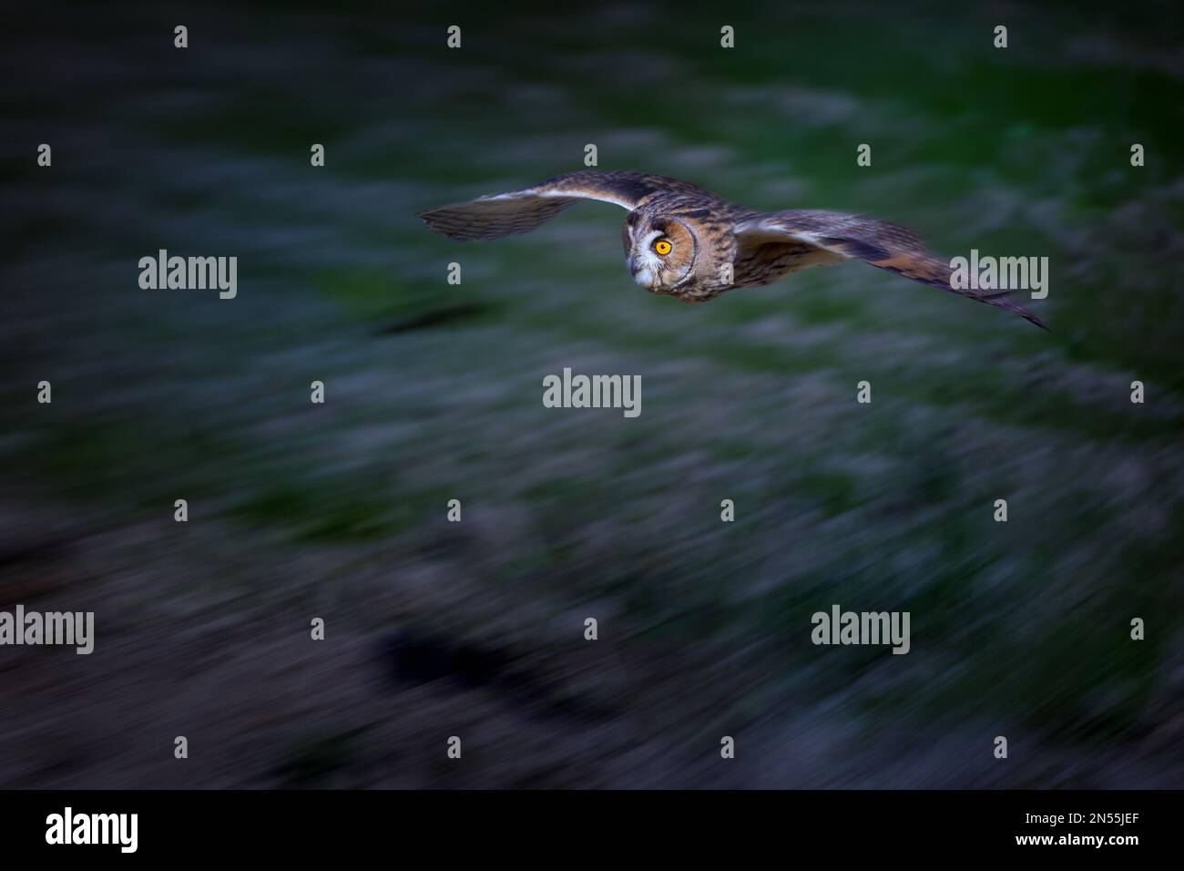 Owls Flying Cat