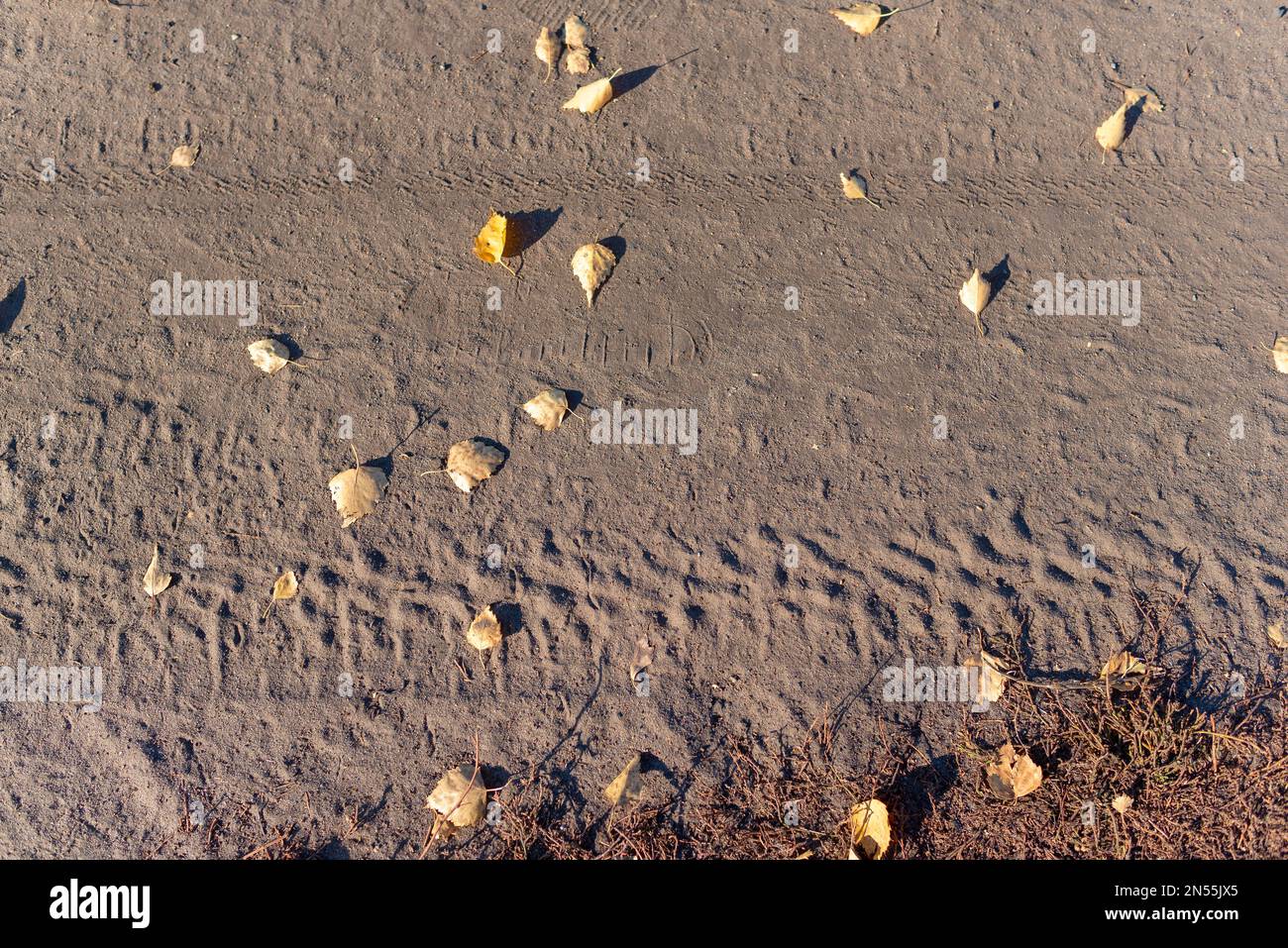 Tire wheel track from car on dry ground with autumn leaves and grass ...