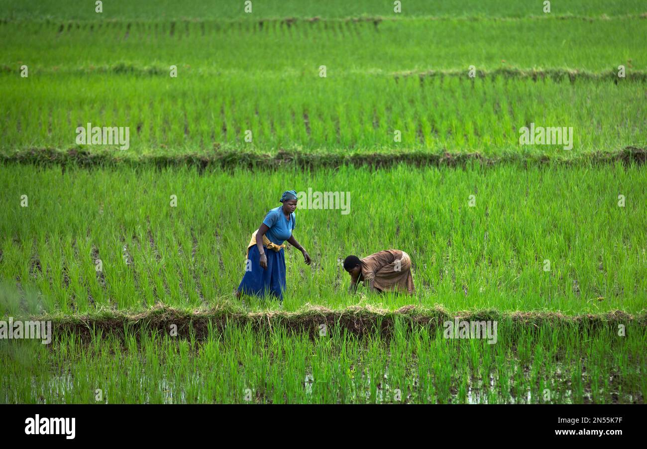 Rwandan women wade amongst rice paddies to pull out weeds from their ...