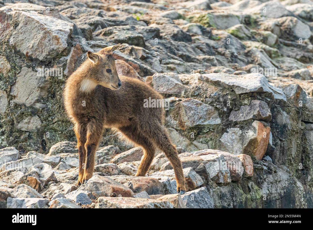 A baby red goral (Naemorhedus baileyi) on a cliff before jumping down ...