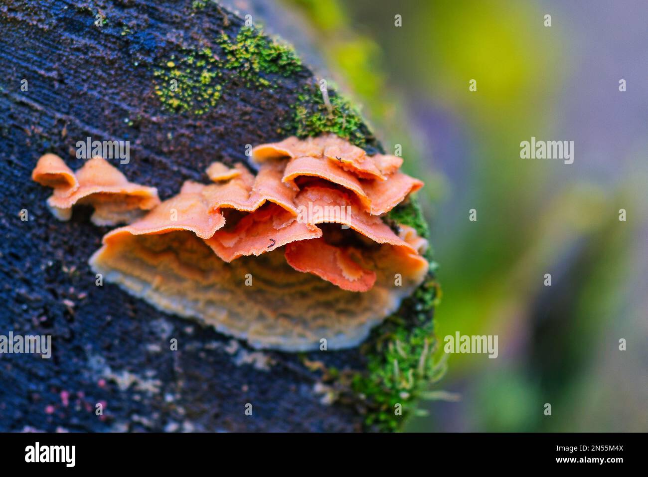 A close-up shot of Pycnoporus sanguineus fungus Stock Photo - Alamy