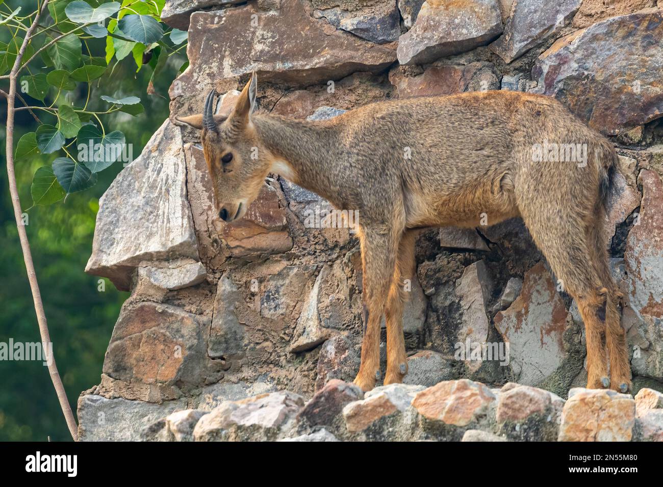 A red goral (Naemorhedus baileyi) looking down from a cliff before ...