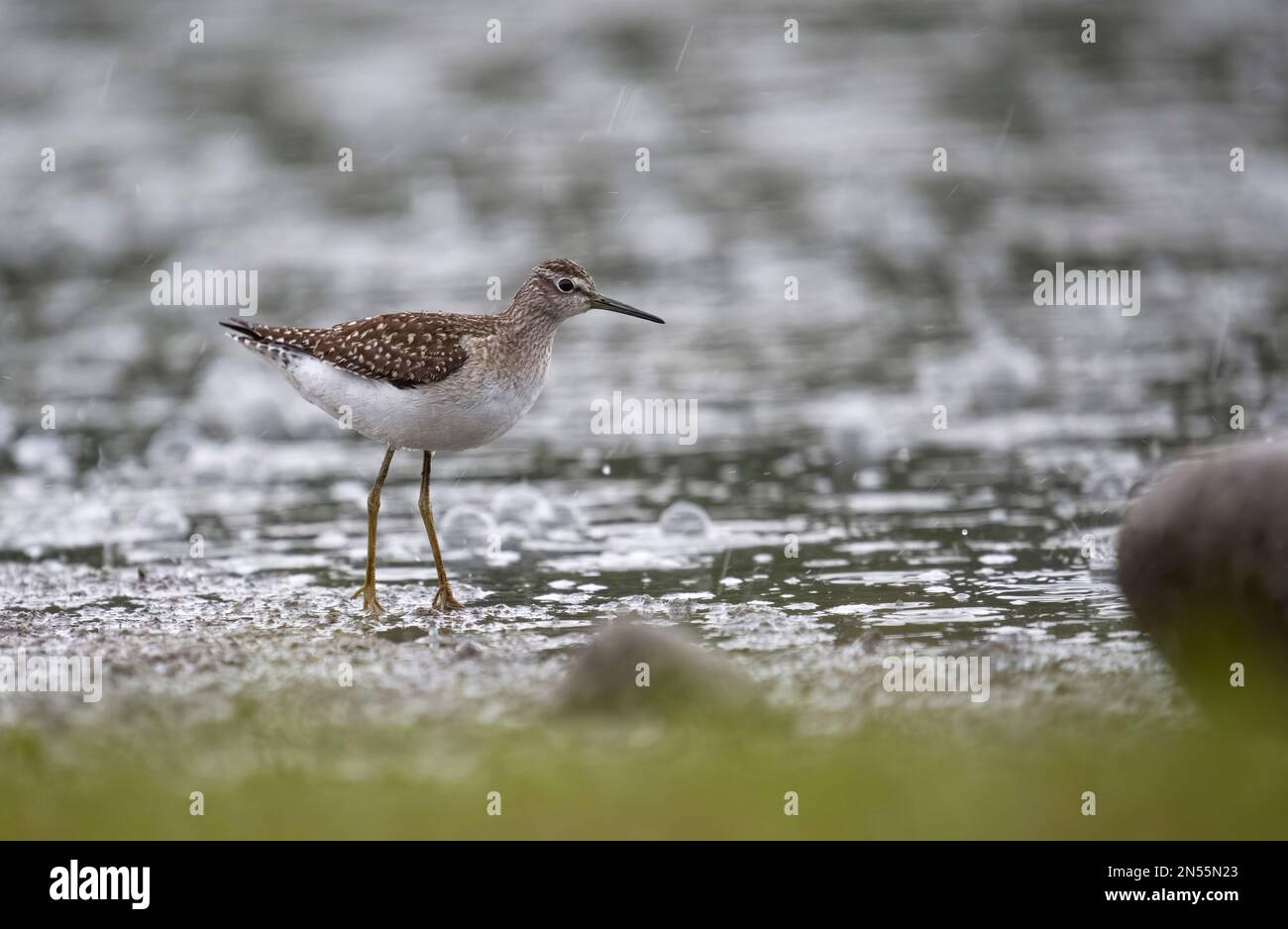 A sandpiper standing near water Stock Photo - Alamy