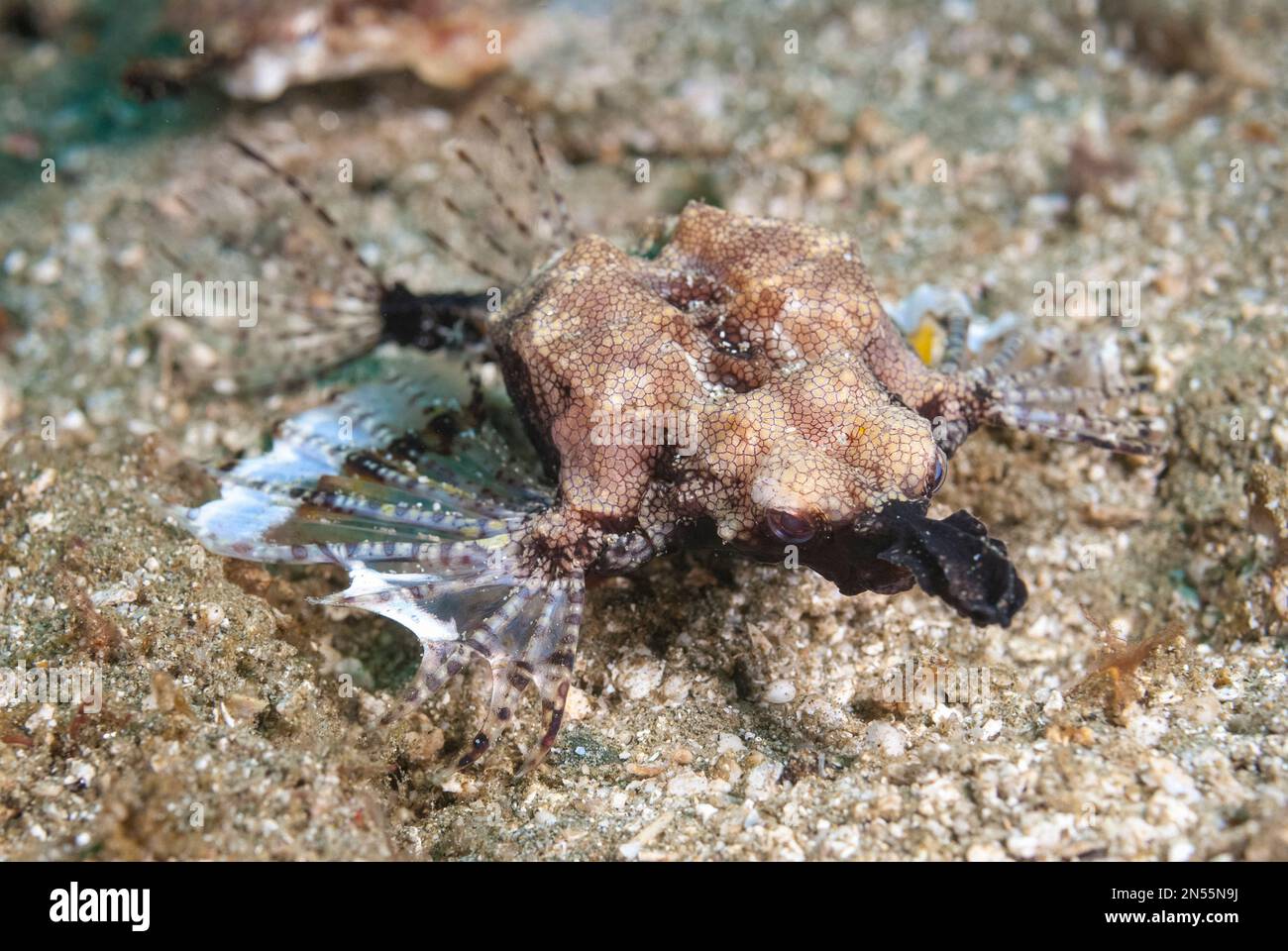little dragonfish, Eurypegasus draconis, aka short dragonfish or ...