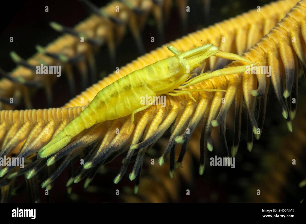 Ambon Crinoid Shrimp, Laomenes amboinensis, camouflaged on Crinoid ...