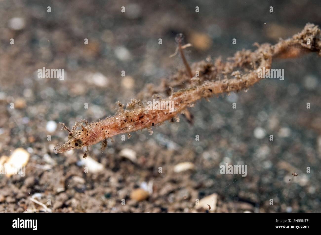 Shortpouch Pygmy Pipehorse, Acentronura breviperula, night dive ...