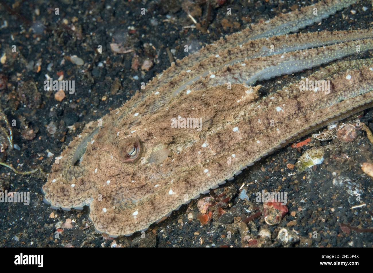 White-V Octopus, Abdopus sp, gliding over sand, night dive, Retak Larry ...