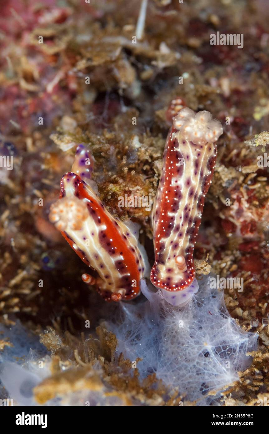 Pair of Spotted Hypselodoris Nudibranches, Hypselodoris maculosa ...