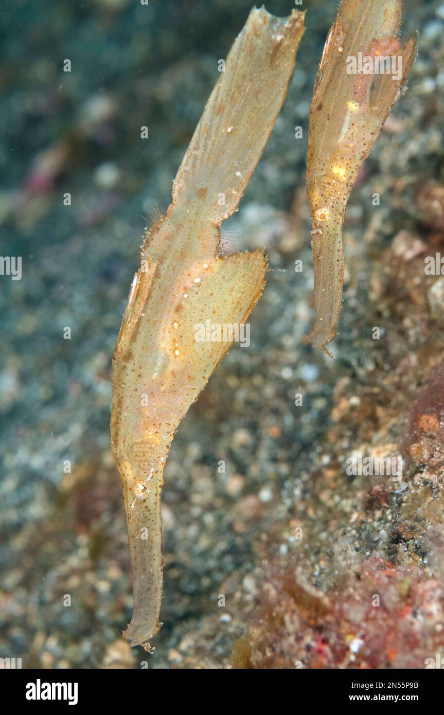 Pair of Robust Ghost Pipefish, Solenostomus cyanopterus, Makawide dive ...