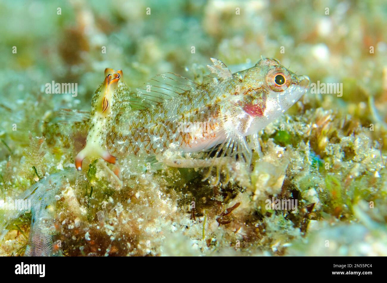 Black and Red Triplefin, Enneapterygius similis, with Ornate Sapsucking ...