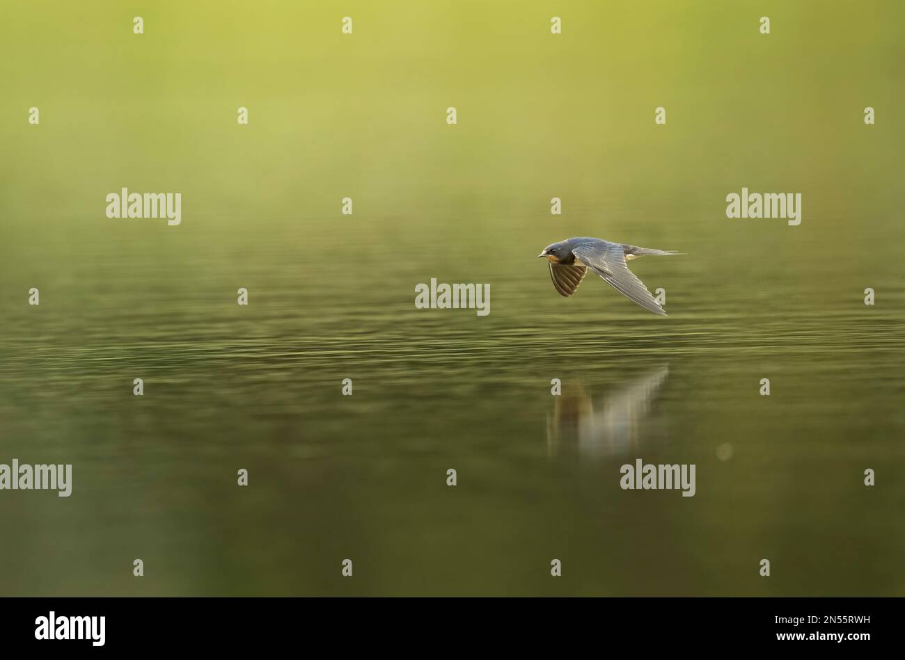 Barn swallow flying over water hi-res stock photography and images - Alamy