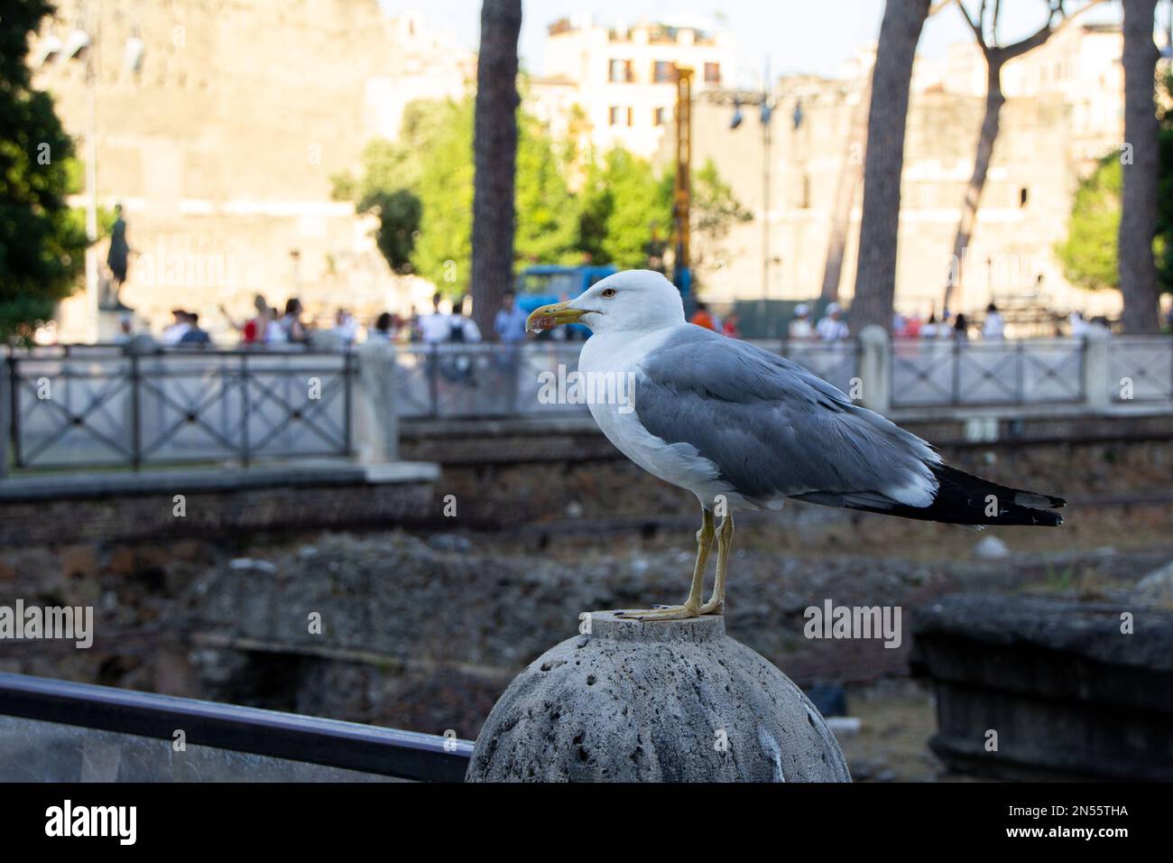 A close-up of a seagull facing to the left. Copy space Stock Photo - Alamy
