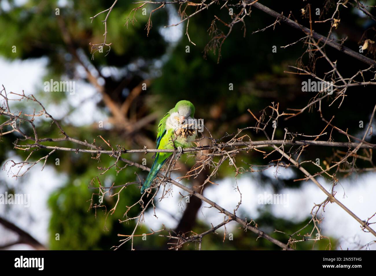 A close-up of a wild quaker parrot eating a flower on a tree branch ...