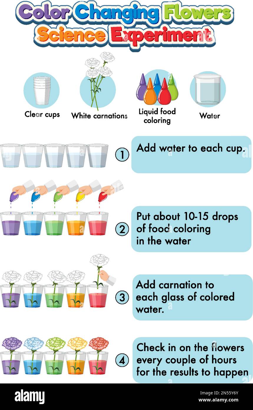 Color changing flowers science experiment illustration Stock Vector ...