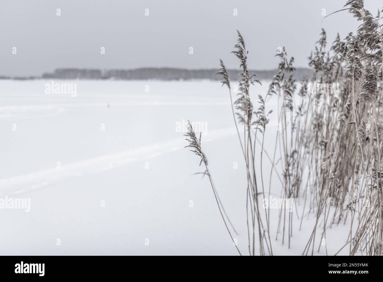 Dry reeds under the snow in winter grow against the background of the ...